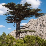 Zeder Inhaltsstoff, Zeder Parfums und ätherische Öle Cedrus, family ...